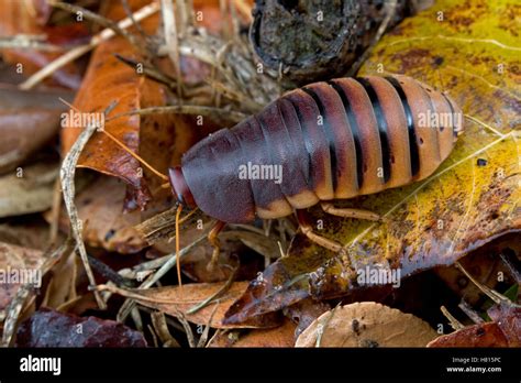 Cape Mountain Cockroach Aptera Fusca Tsitsikamma Eastern Cape