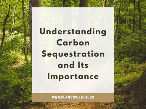 Understanding Carbon Sequestration And Its Importance Planet Pulse