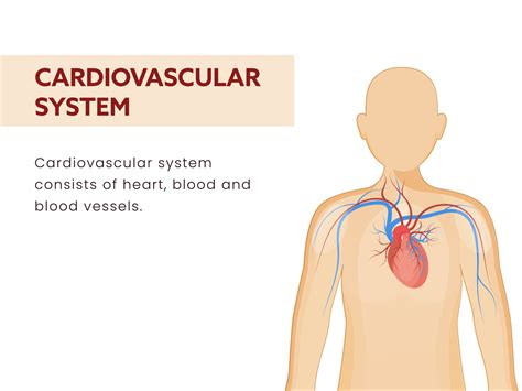 Cardiovascular Or Circulatory System Poster Design With Part Of Human