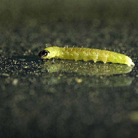 Green Caterpillar Identification Guide 18 Common Types 41 Off