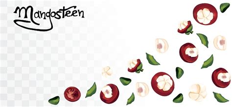 투명 한 배경에 모션망고스틴 3d 현실적인 망고스틴 과일을 닫습니다 맨 위 보기 음식 개념입니다 벡터 일러스트레이션 0명에 대한 스톡 벡터 아트 및 기타 이미지 Istock