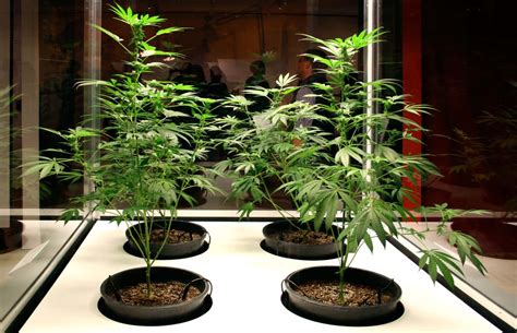 Download Celebrate The Natural Beauty Of The Pot Leaf