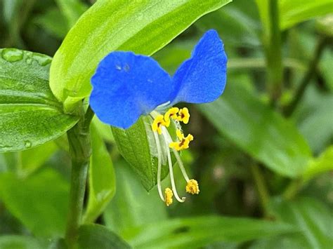 ツユクサ近所の散歩で見かけた青い小さな花