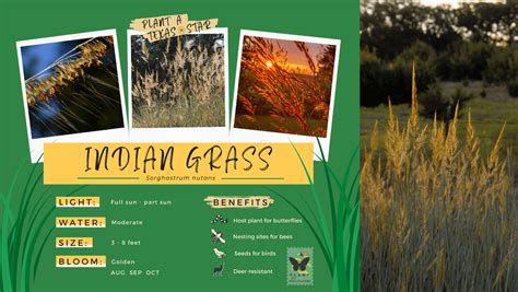 5 Beautiful Pollinator Friendly Grasses For Spectacular Fall Interest