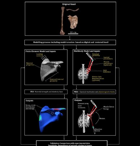 Schematic View Of The Fea And Mda Simulation Process The Modelling Download Scientific Diagram
