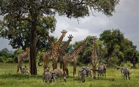 Scientists Warn A Million Species At Risk Of Extinction Community