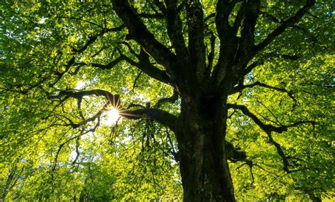 Tree Log Weight Calculator Treeier Tree Log Weight Calculator Treeier