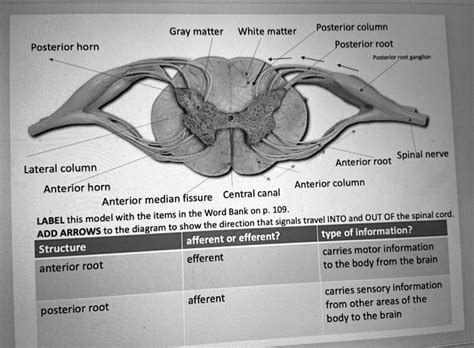 Check My Work Please Thank You Gray Matter White Matter Posterior