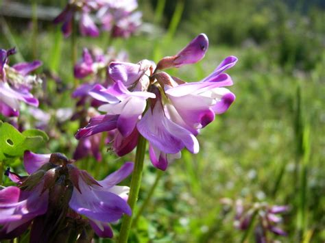 Astragalus Sinicus L