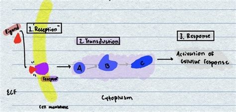 Biol 439 Midterm Flashcards Quizlet