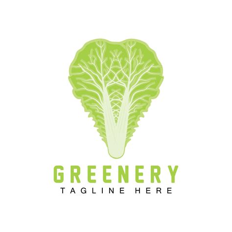 Chinese Cabbage Logo Design Green Plant Vector Kimchi Food Ingredients 12722822 Vector Art At
