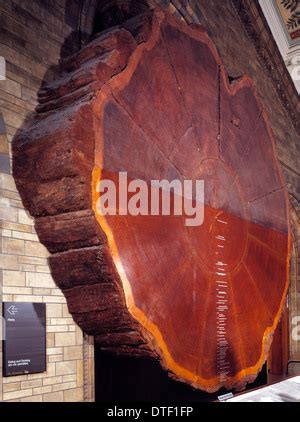 Cross Section Of Giant Redwood Tree With Tree Rings And Explanations Stock Photo 2942754 Alamy