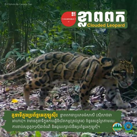 ខ្លាពពកជាសត្វកម្រ និងត្រូវបានគេឃើញមានរស់នៅតំបន់ការពារនានាក្នុងប្រទេសកម្ពុជា Khmerload