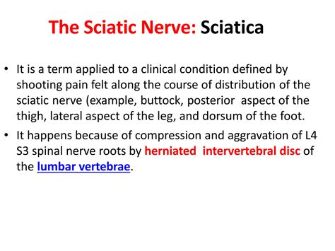 Sciatic Nerve Anatomy Pptx