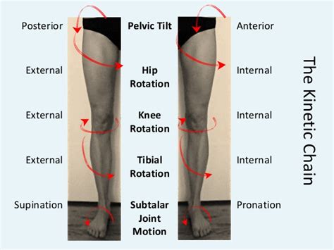 Physical Therapy Exercises Kinetic Chain
