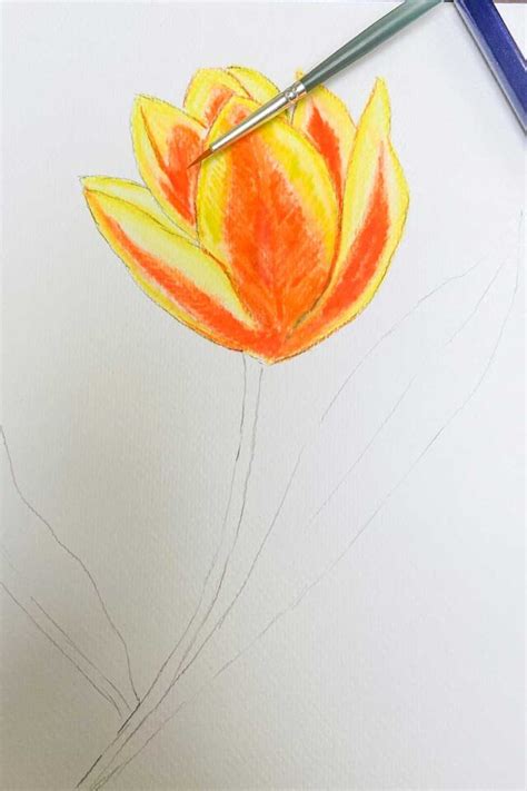 Easy How To Draw Tulips Step By Step Guide With Watercolors Picture Box Blue