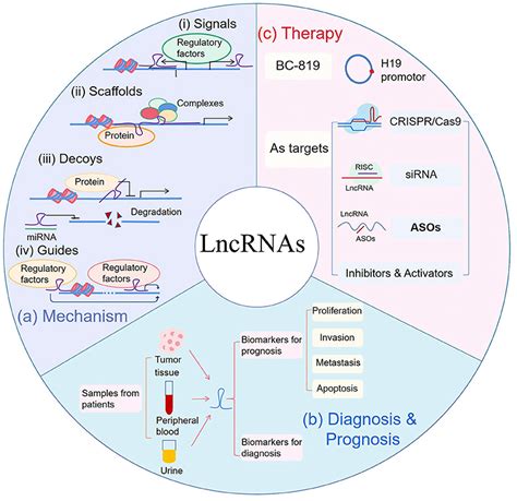 Frontiers Long Non Coding RNAs In Cancer Implications For Diagnosis