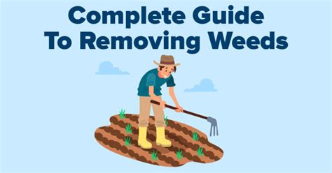 Complete Guide To Removing Weeds