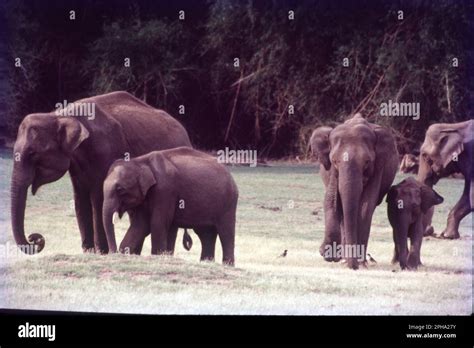 The Indian Elephant Is One Of Four Extant Recognised Subspecies Of The