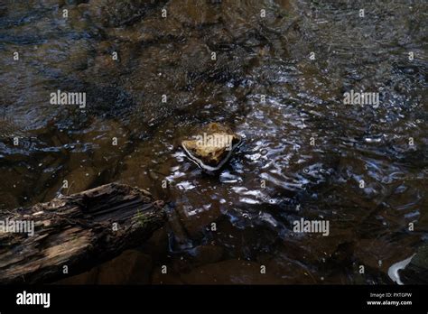 A Picture Of A Tree Branch In The Water Stock Photo Alamy