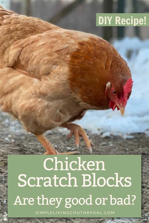 Scratch Block For Chickens Benefits And Uses Simple Living Country Gal