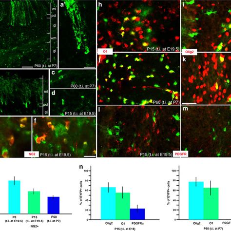 Olig2 Expressing Ng2 Cells Primarily Generate Oligodendrocytes In The Download Scientific