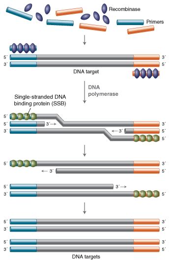 Recombinase Polymerase Amplification And Siba Neb