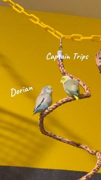 Cute Parrotlets Parrotlet Parrots Cuteparrot Birds Youtube