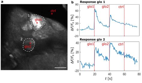Glomeruli Stimulation A Cross Section Image Of An Al Highlighting