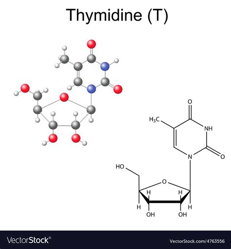 Chemical Formula And Model Of Thymidine Royalty Free Vector