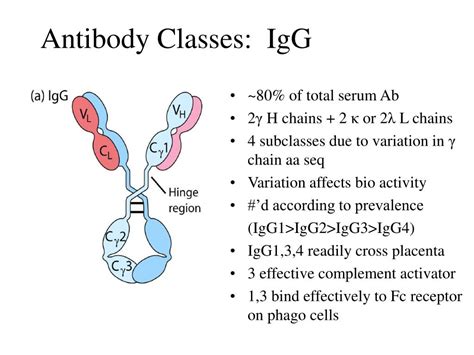 Ppt Antibody Classes Igg Powerpoint Presentation Free Download Id 610222