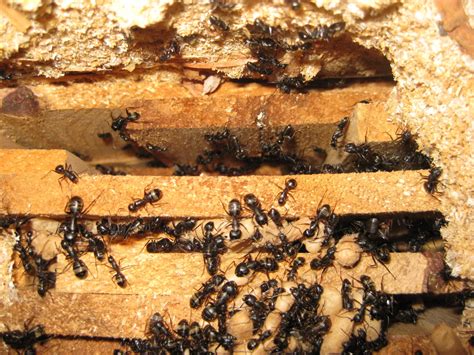 15 Effective Home Remedies For Ants And Diy Ant Killer Recipes