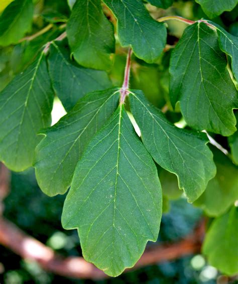 Acer Griseum Paperbark Maple Purdue Arboretum Explorer