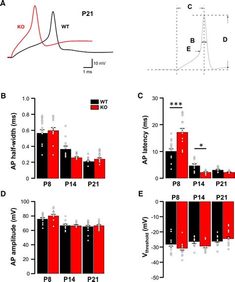 Enhanced Excitatory Connectivity And Disturbed Sound Processing In The Auditory Brainstem Of