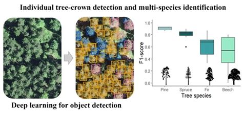 Individual Tree Crown Detection And Species Identification In Heterogeneous Forests Using Aerial
