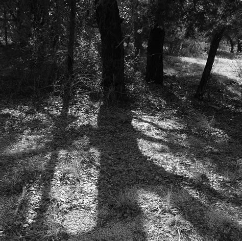 Tree Shadow Forest Free Photo On Pixabay Pixabay