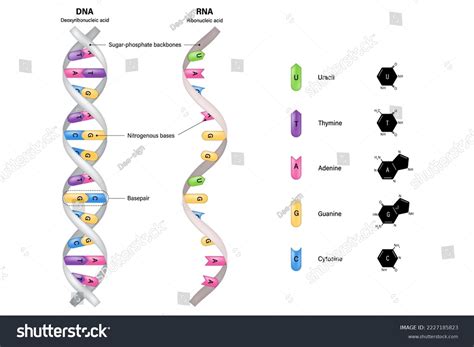 Dna Rna Structure Deoxyribonucleic Acid Ribonucleic Stock Vector