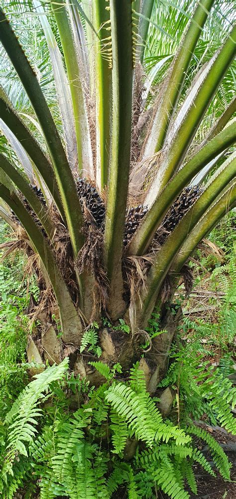 Poc 3 Class Augmented Object Detection Dataset By Christopher Vincent