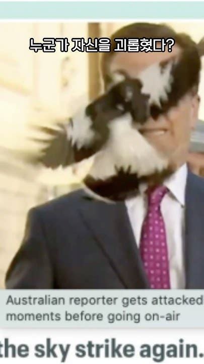 까치가 깡패인 이유 Youtube