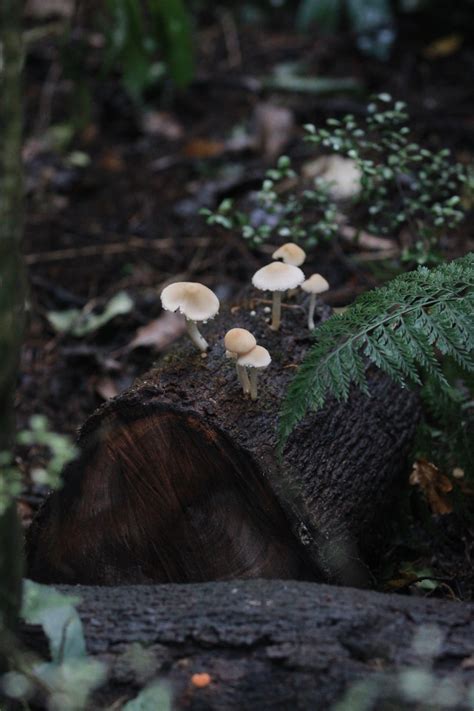나무 그루터기 위에 앉아있는 버섯 무리 사진 Unsplash의 무료 크라이스트처치 이미지
