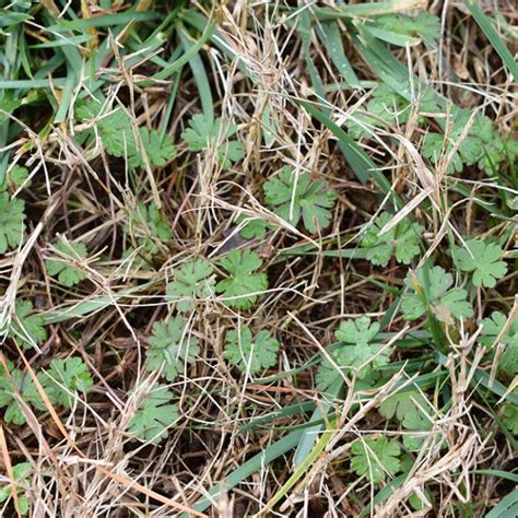 Carolina Geranium The Lawn Institute