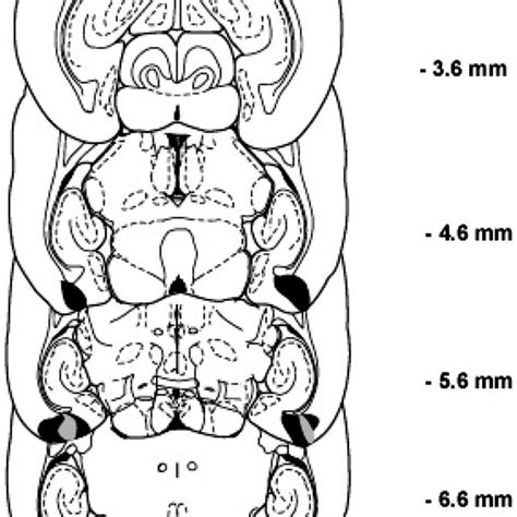 Illustration Of The Dorsoventral Extent Of The Rat Brain Regions Download Scientific Diagram
