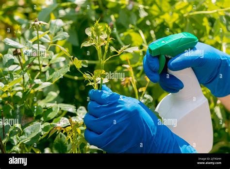 Treatment In The Garden Of Young Shoots Of Roses From Aphids