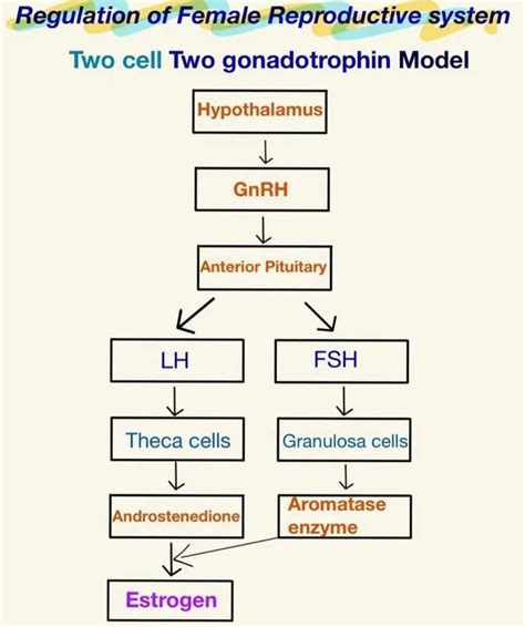 Female Reproductive System Regulation MEDizzy