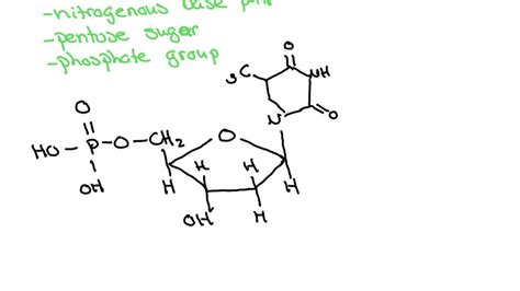 Draw The General Structure Of A Nucleotide Which Parts Are Identical In All Nucleotides And