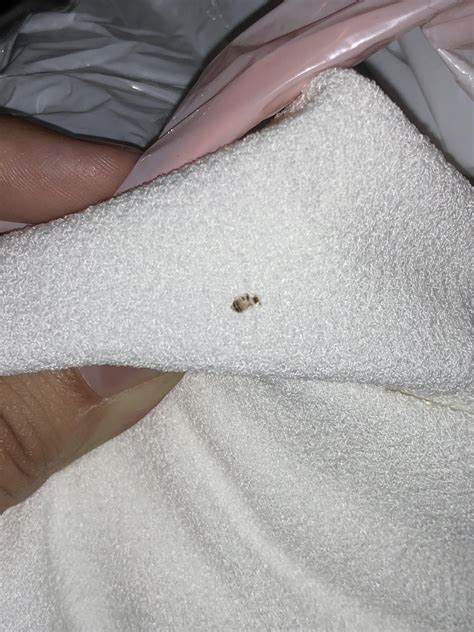 Bed Bug Shed Exoskeleton At Anthony James Blog