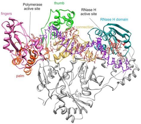biology free full text inhibitors of hiv 1 reverse transcriptase