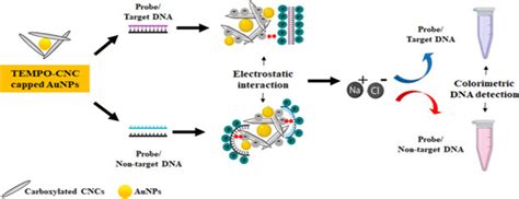 Colorimetric Detection Of Pathogenic Dna By Using Functionalized Gold Download Scientific