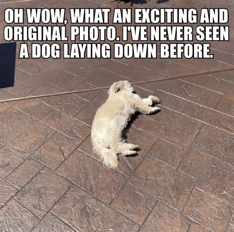 Created A Webapp That Generate Memes With A Single Click Using Gpt And