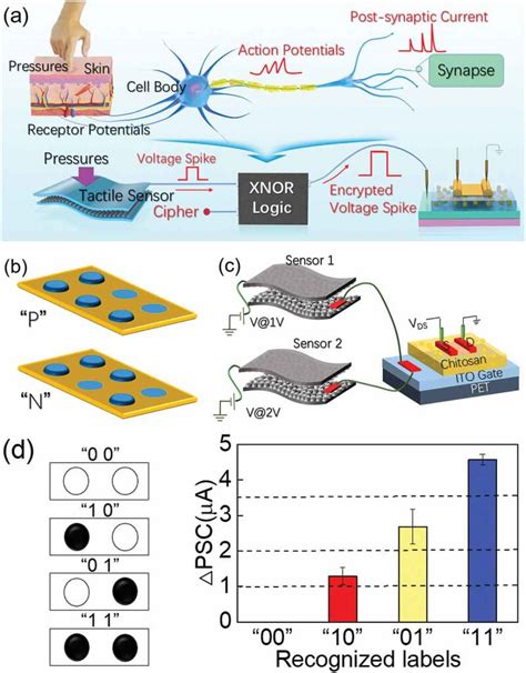 Recent Advances In Neuromorphic Transistors For Artificial Perception Applications Focus Issue